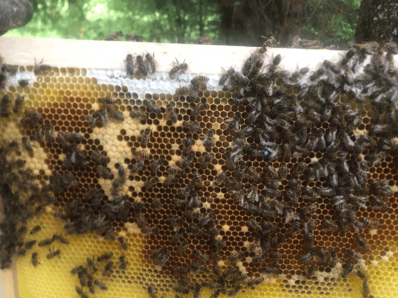 Les Abeilles Noires Suisse J H S